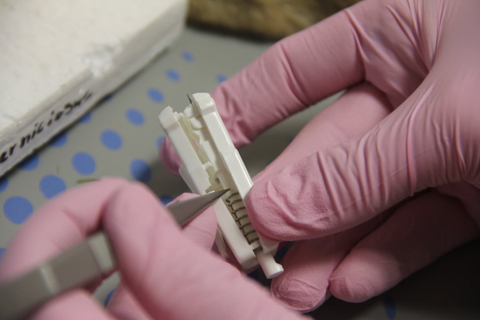 Expert Q&A: Harpera Used for Skin Microsampling in Leishmaniasis Study